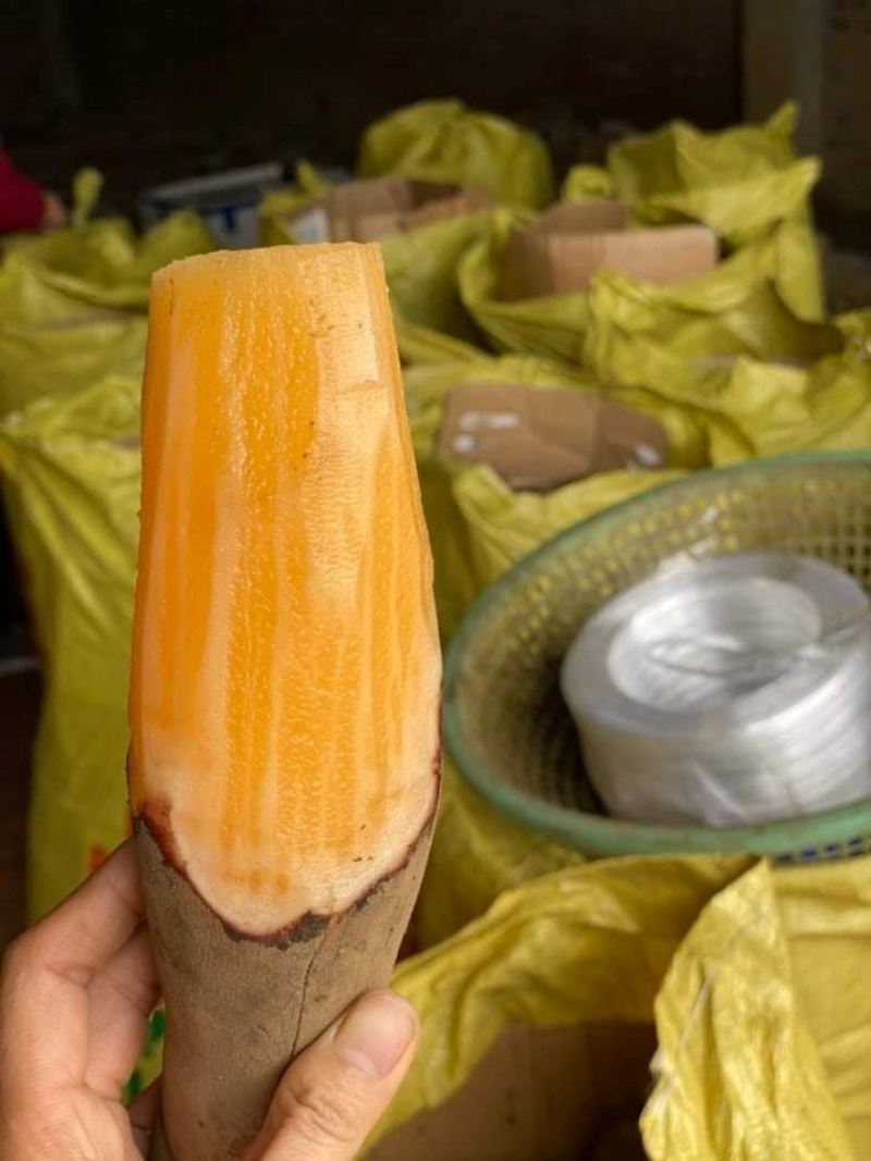 Tìm hiểu về củ sâm đất và những lợi ích sức khoẻ - Nông sản Đà Lạt ...