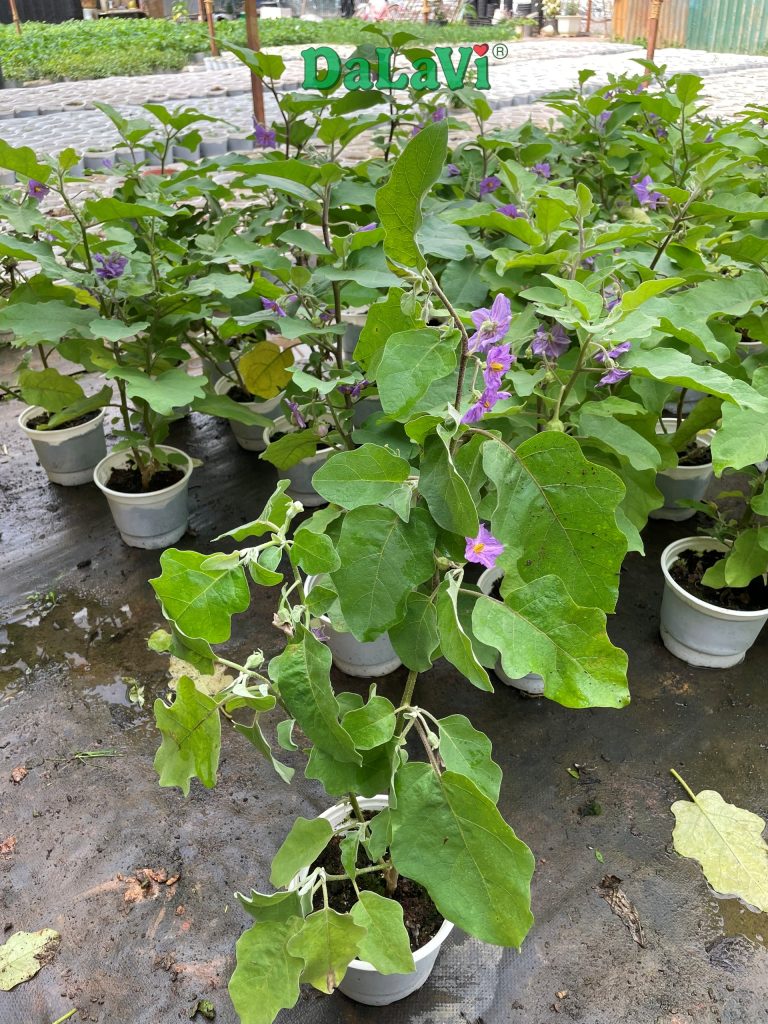 Cây giống Cà Pháo tím - Nông sản Đà Lạt, nông sản tươi ngon từ nhà vườn