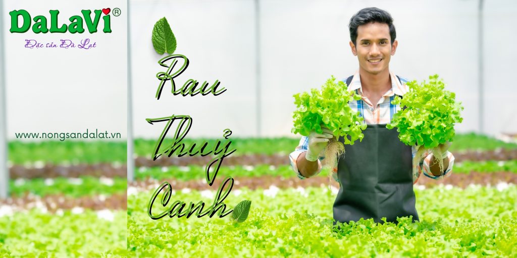 Mua rau thủy canh Đà Lạt tại ASO FARM, rau sạch từ vườn